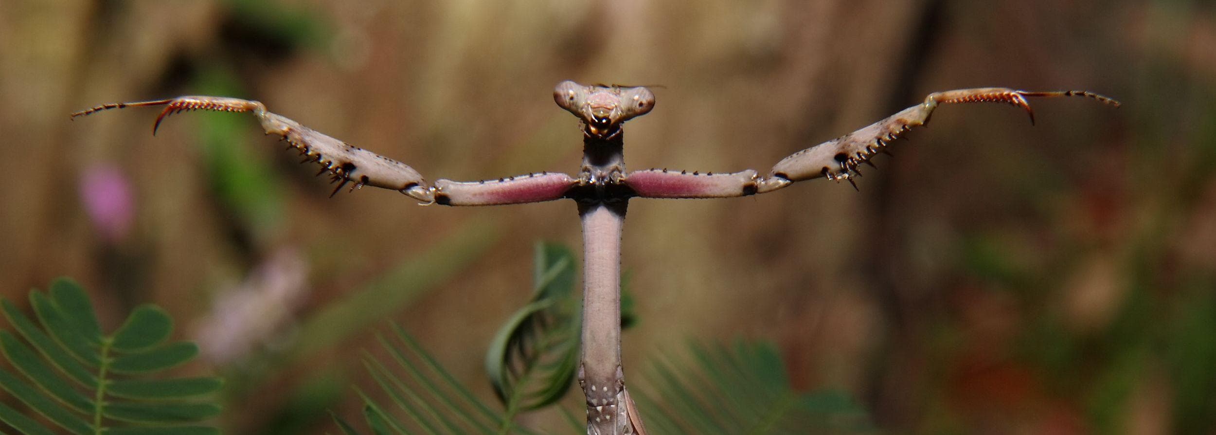 Most Terrifying Bugs