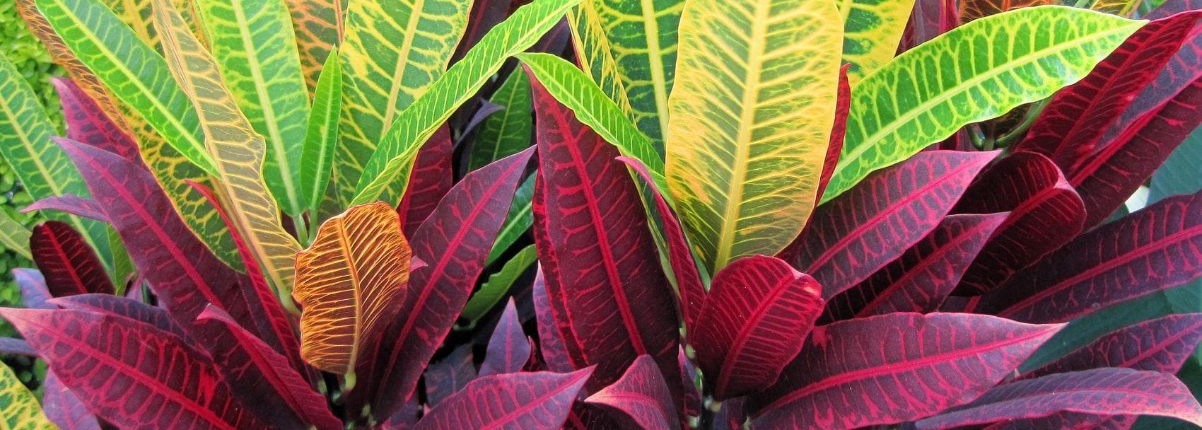 Famous Gardeners | List of the Top Well-Known Gardeners