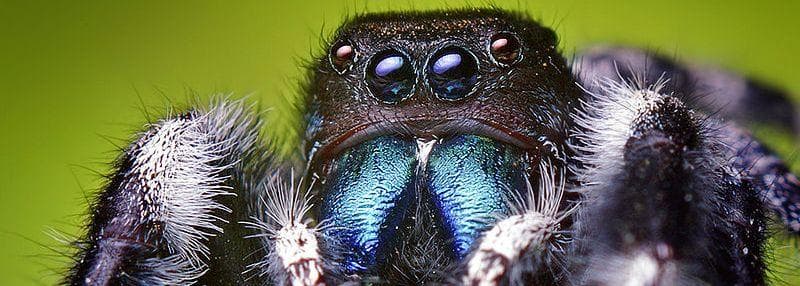 13 Disturbing Spider Facts That Will Make You More Scared of Them