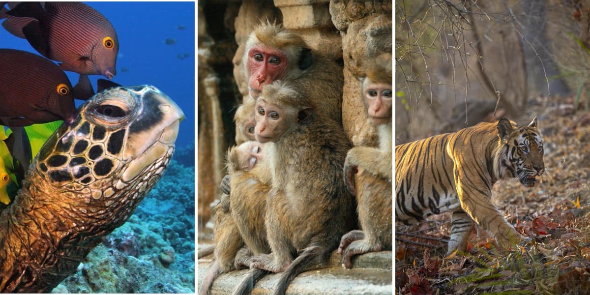 The Best Documentaries About Animal Predators, Ranked