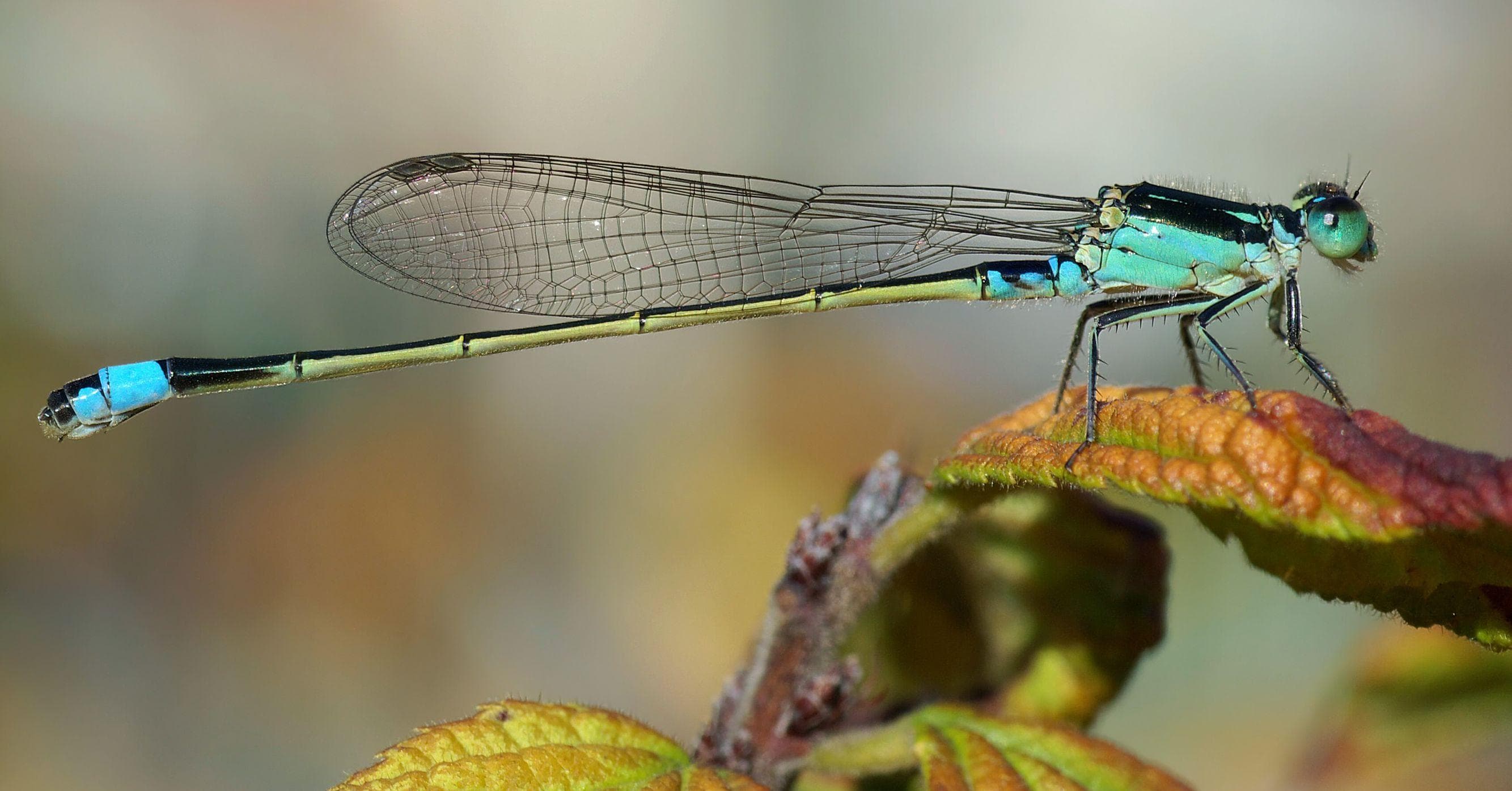 Animals With Short Lifespans, Ranked Shortest To Longer