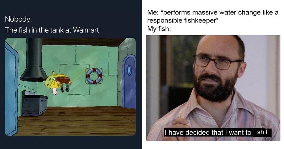 Aquarium Owners Are Making Memes, And It's Actually Kinda Hilarious