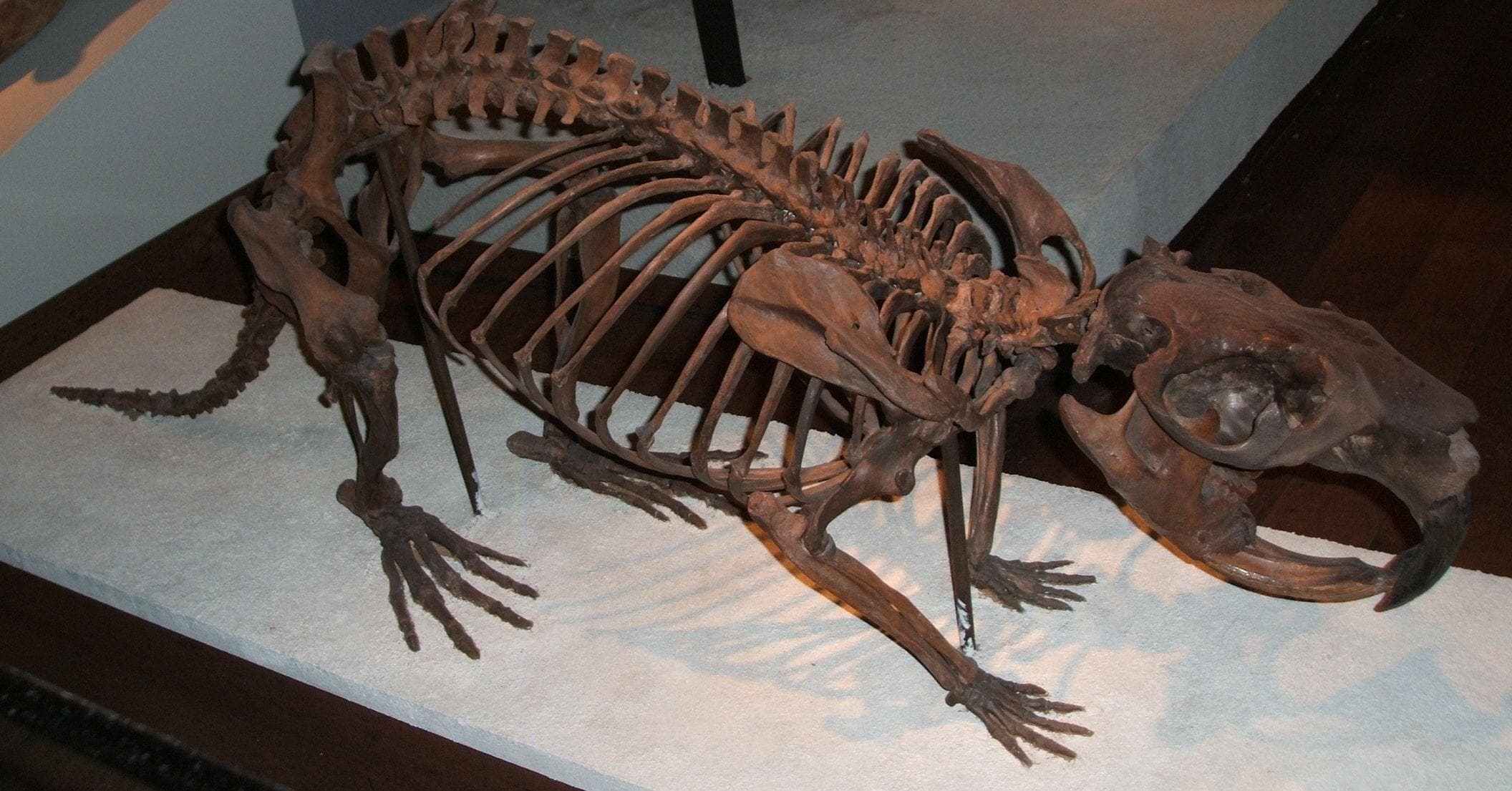 The Official Fossil From Every U.S. State