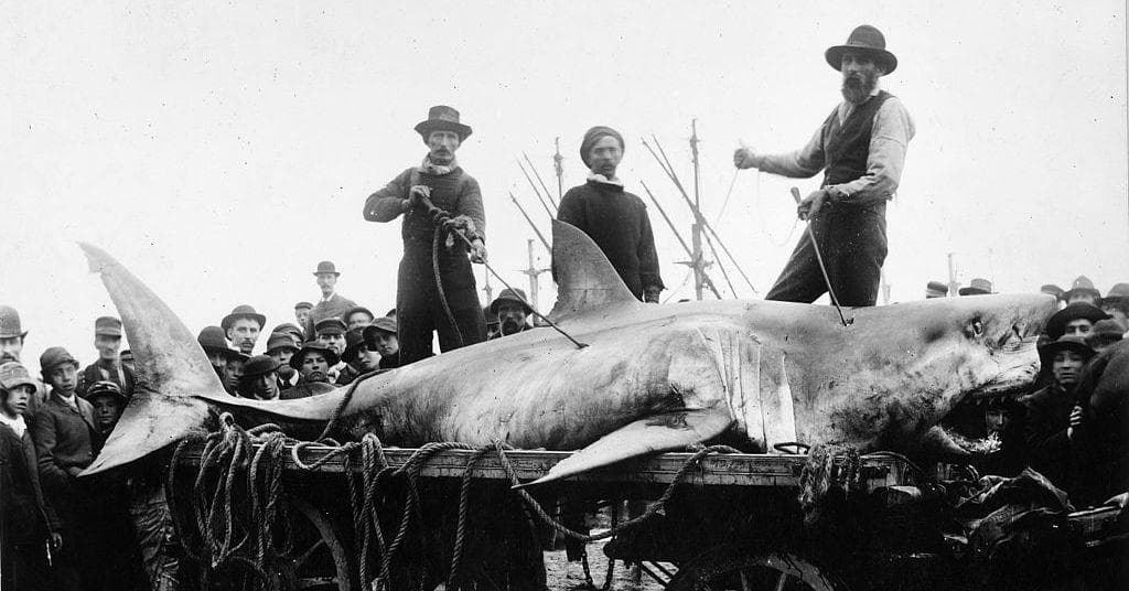 20+ Fascinating Photos Of Historical Fishermen With Their Big Catches