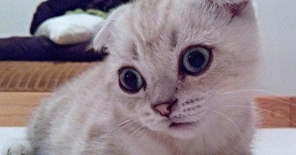 18 Cat News Headlines You Need to Read Right Meow