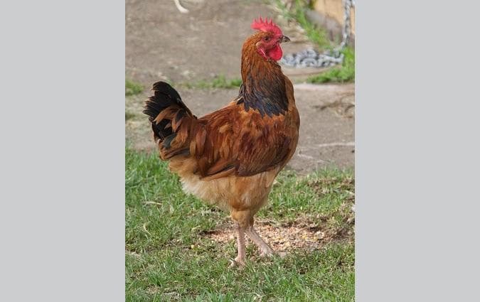 List of Songs With Rooster in the Title