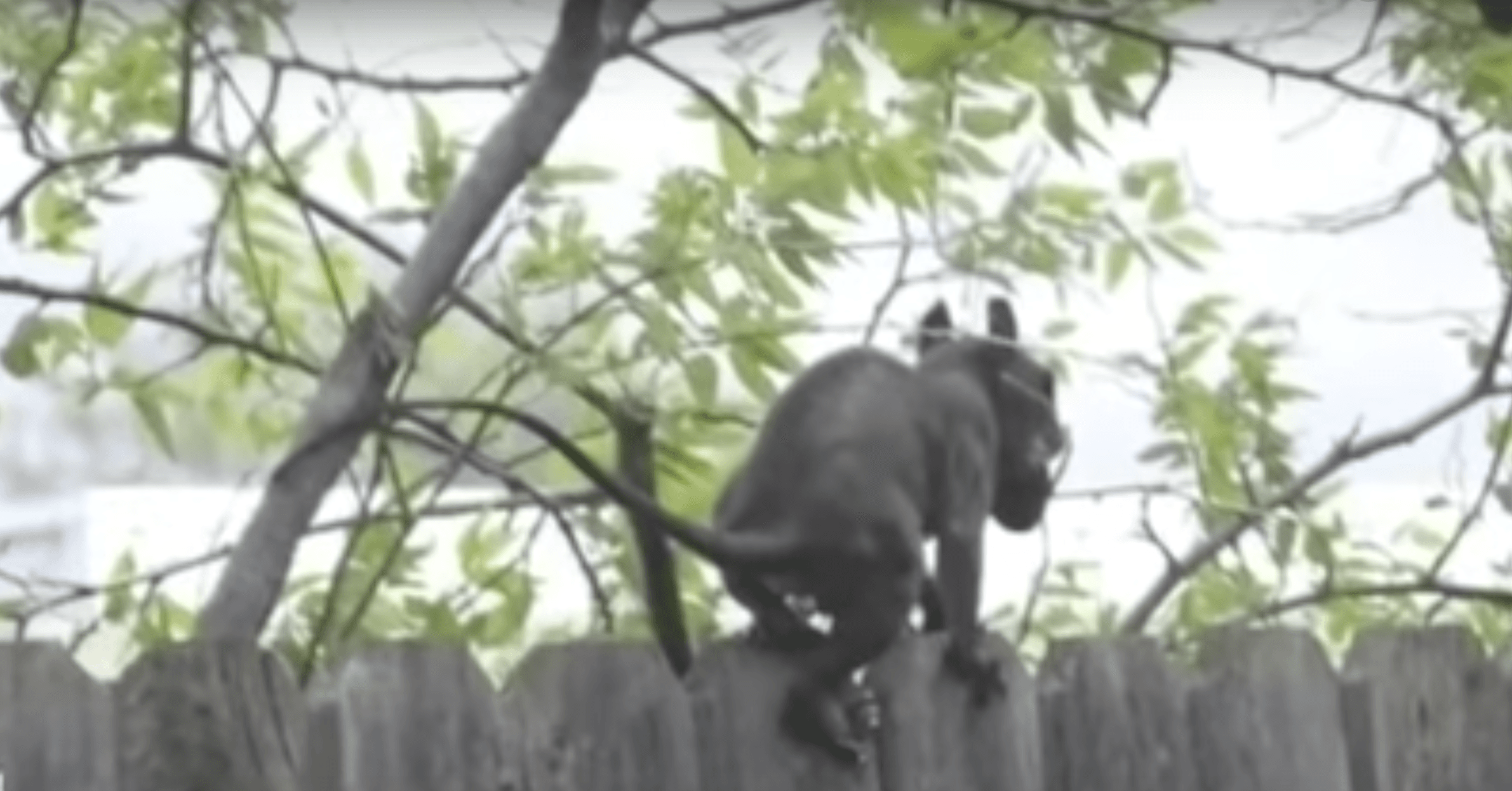 Do These Photographs Prove The Chupacabra Actually Exists?