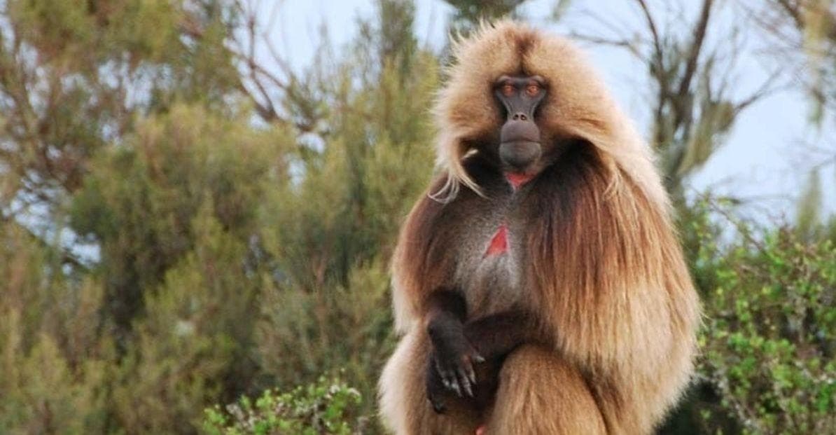 13 Things You Really Should Know About Gelada Baboons