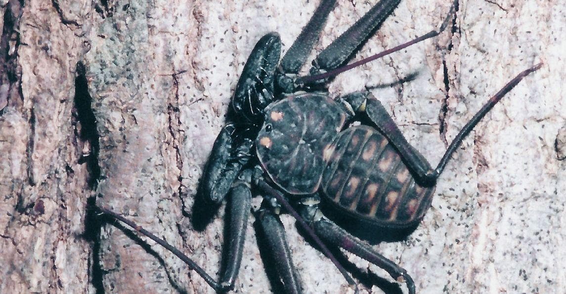 Fascinating And Kind Of Icky Adaptations Of Animals That Now Live In Caves