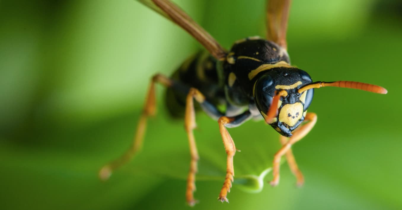 Bee Facts and Wasp Facts | List of Interesting Facts