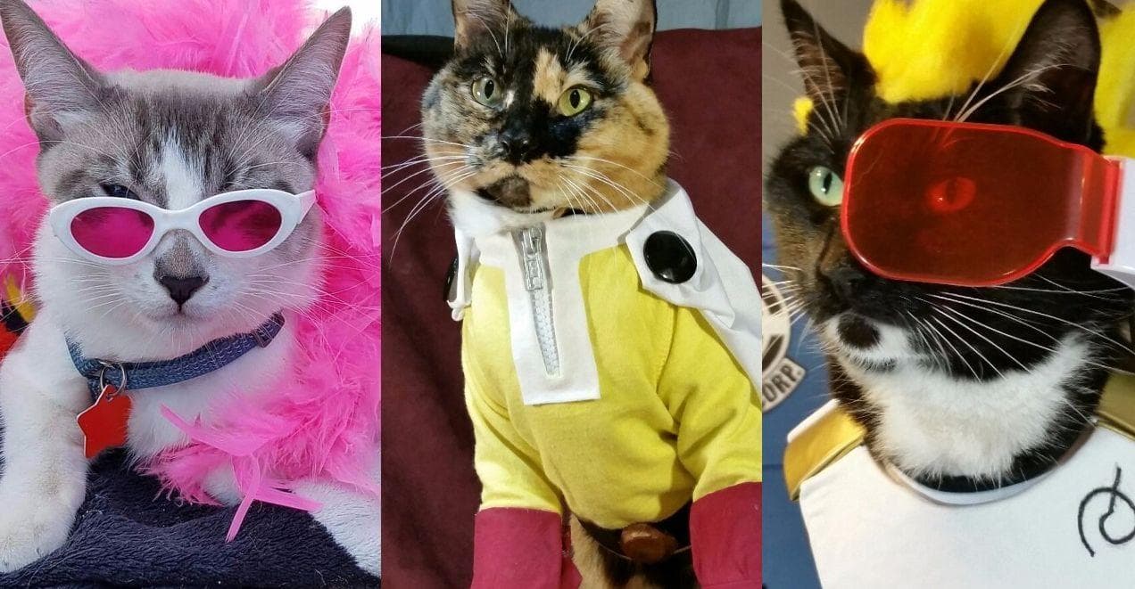 14 Cats Whose Anime Cosplay Is Better Than Yours
