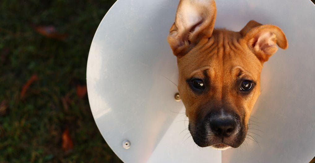 12 Reasons You Should Always Spay Or Neuter Your Pet