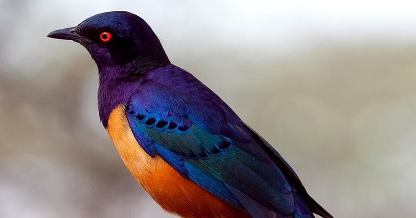 22 Animals That Are so Colorful They Look Photoshopped