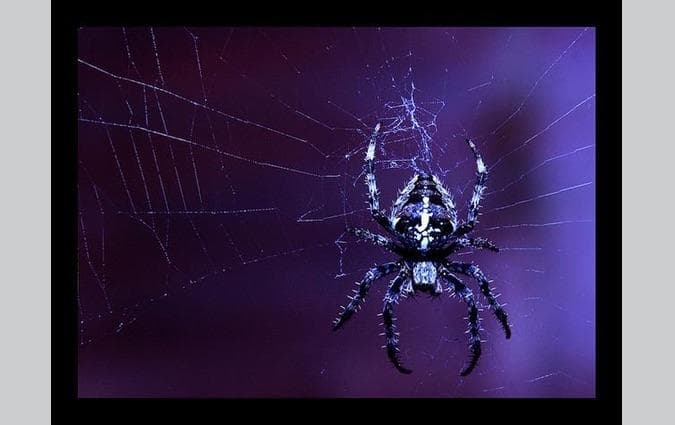 List of 40+ Songs With Spider in the Title