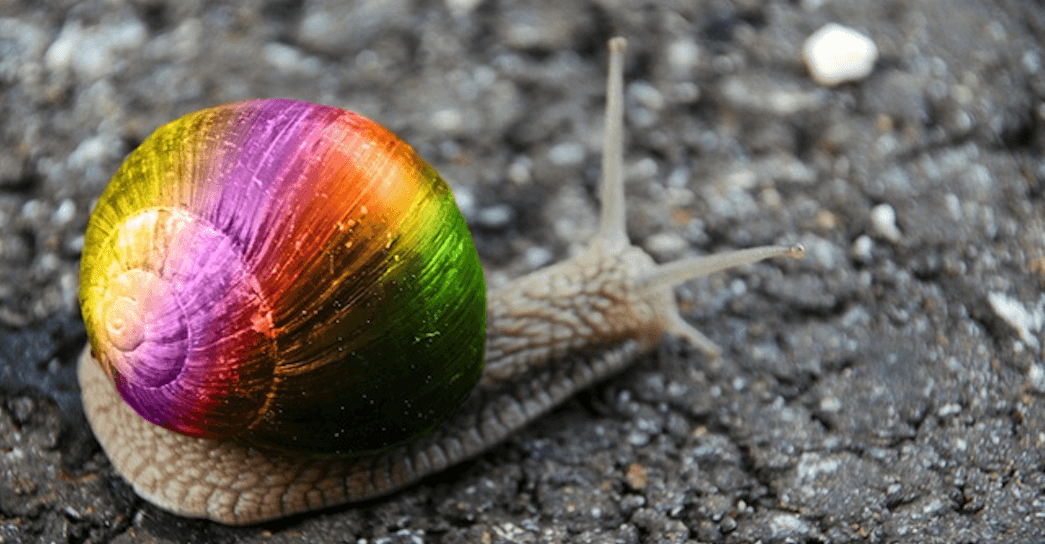 Cool Snail Facts | List of Interesting Facts About Snails