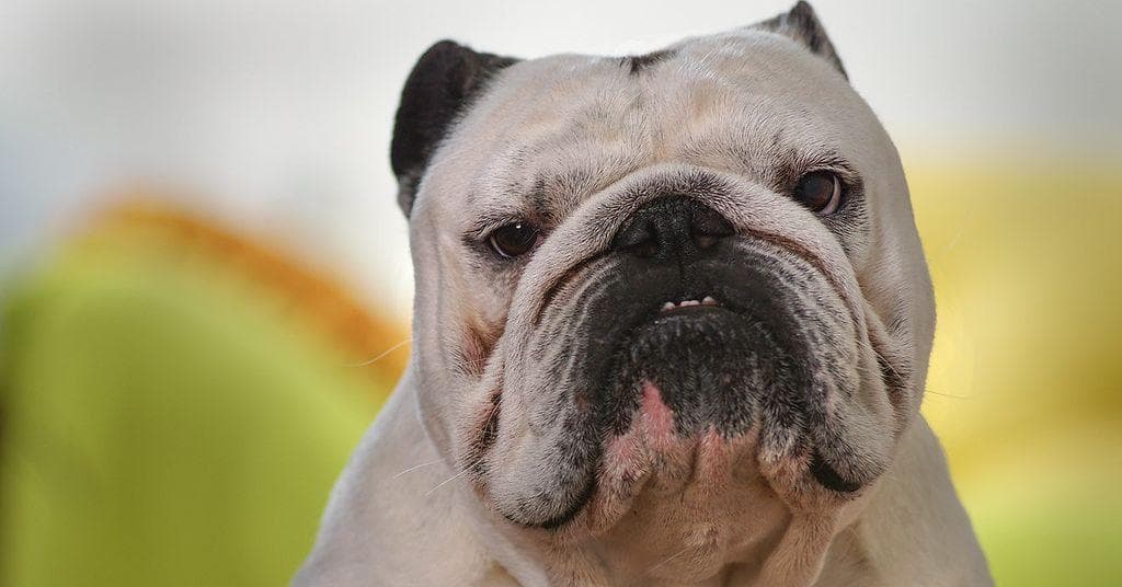 Badass Dog Names For Your Tough Pup, Ranked By Dog Lovers