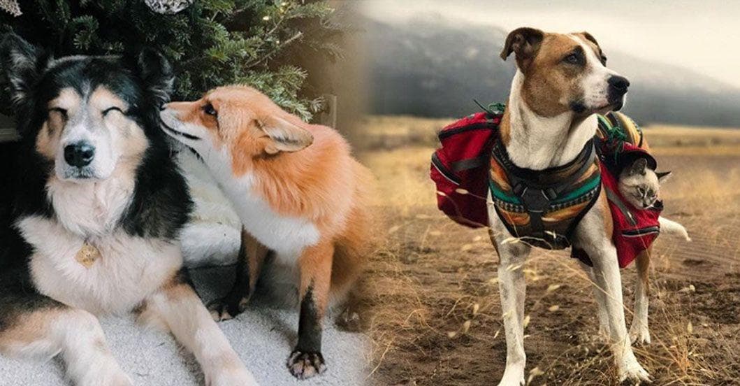 23 Unusual Animal Friendships That Will Make You Smile