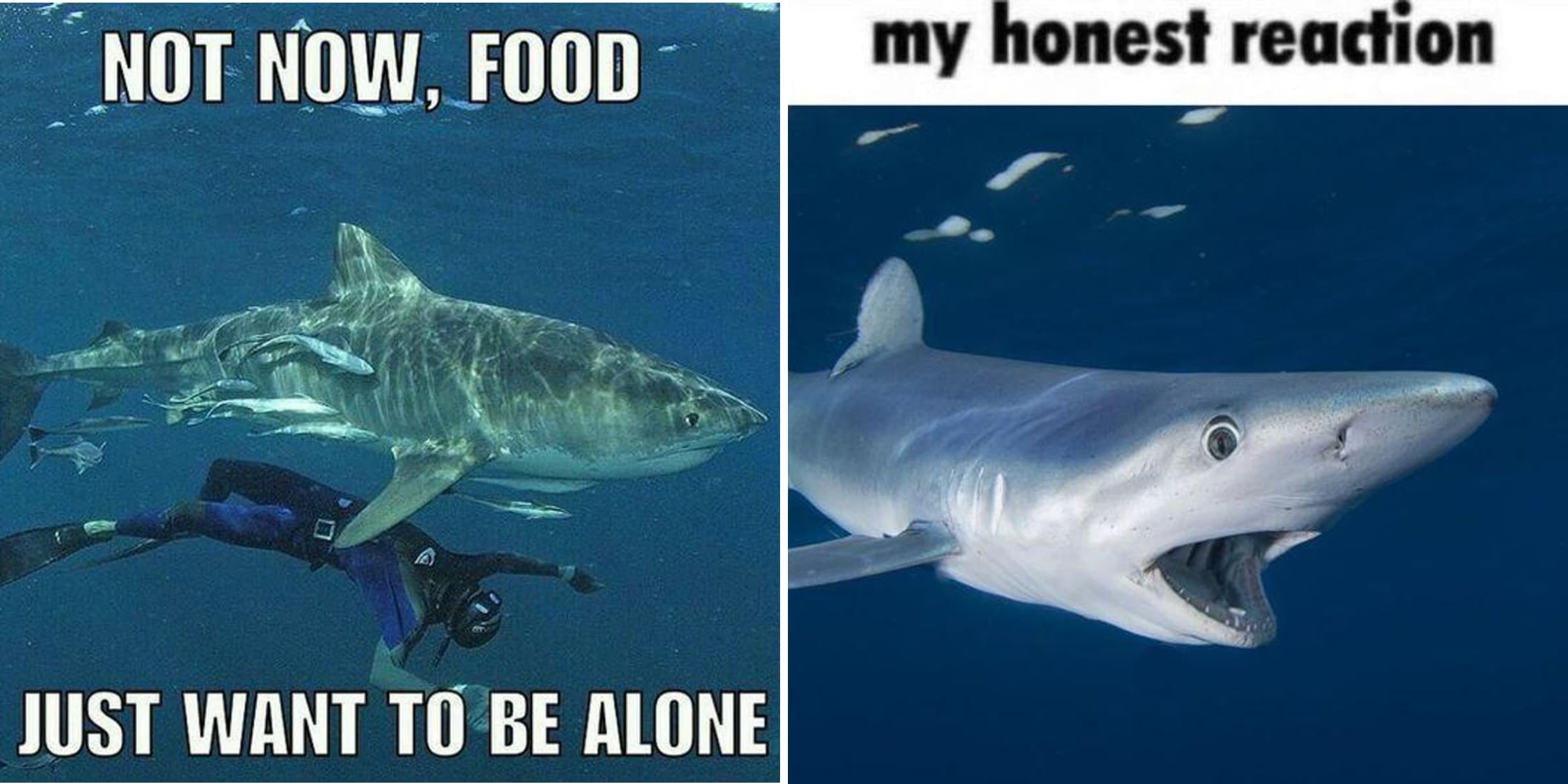 The 28 Funniest Shark Memes, Ranked