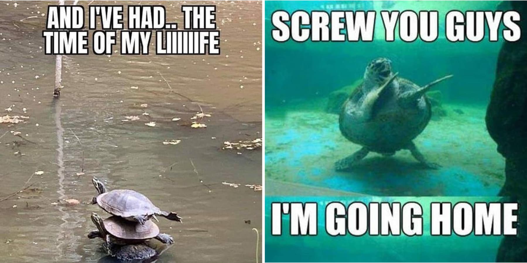 The 27 Funniest Turtle Memes, Ranked