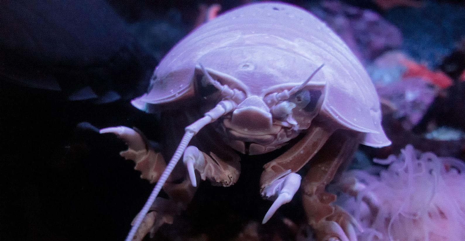 Facts About the Bathynomus Giganteus, The Largest Isopod