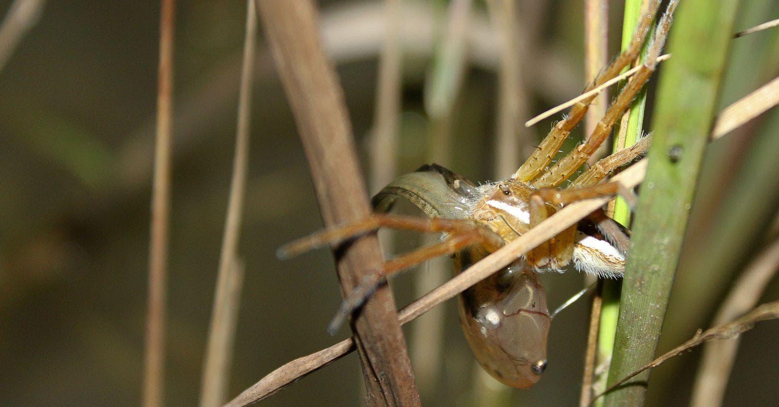 10 Horrifying Images of Spiders Eating Bigger Creatures