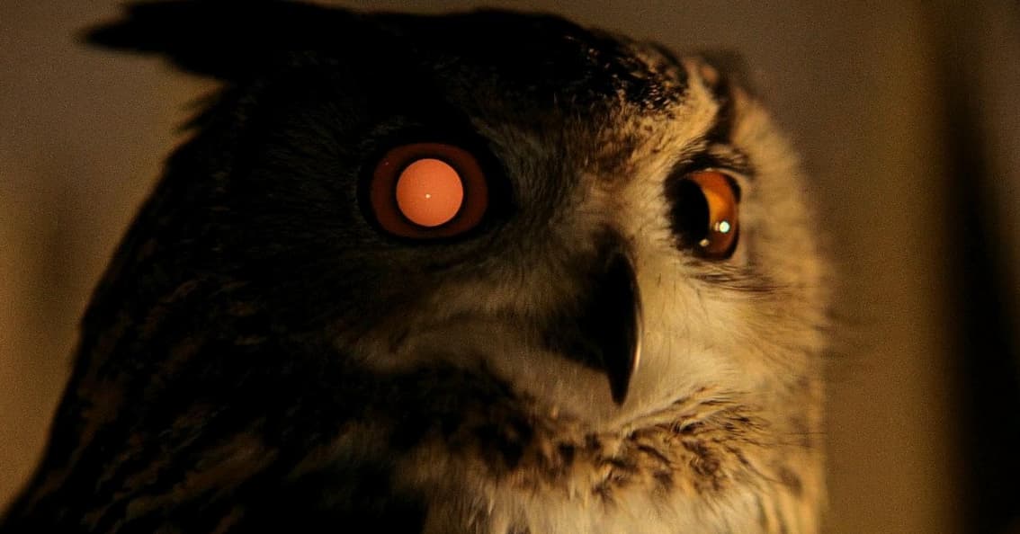 The Replicant Animals Of 'Blade Runner' Explained: What You Never Noticed