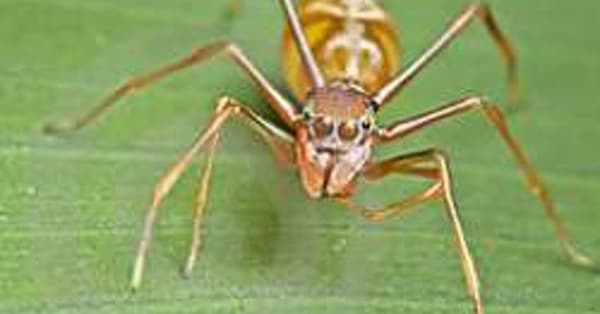 The Top 10 Most Amazing Ant-Mimics