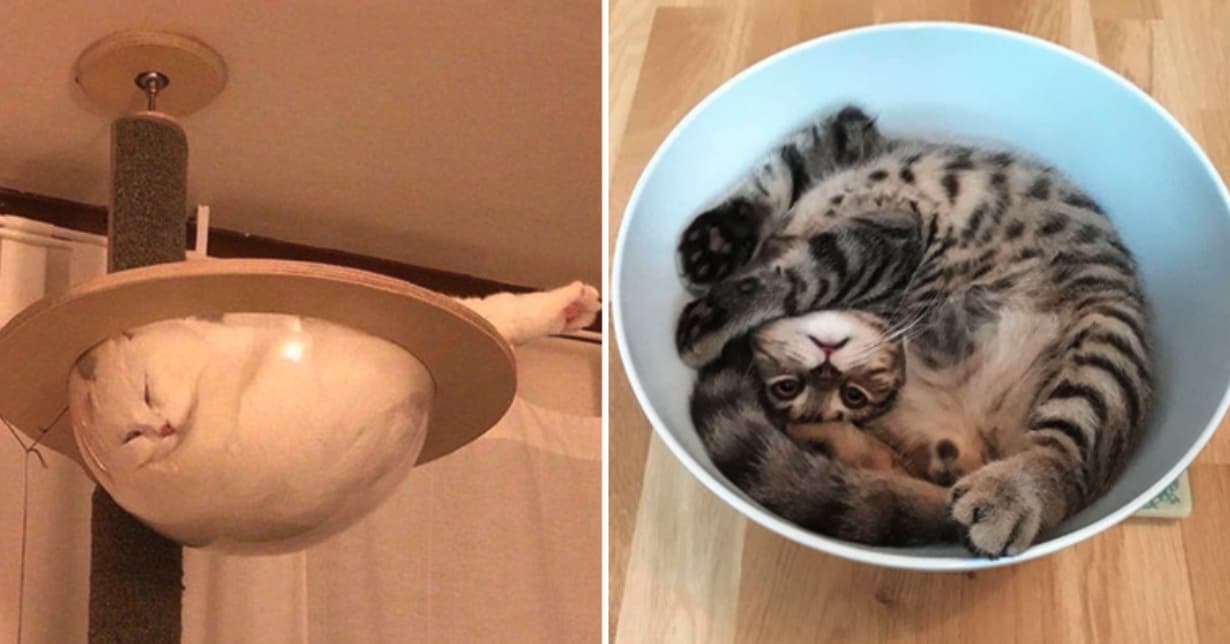 32 Photos That Prove Cats Are Actually Made Of Liquid