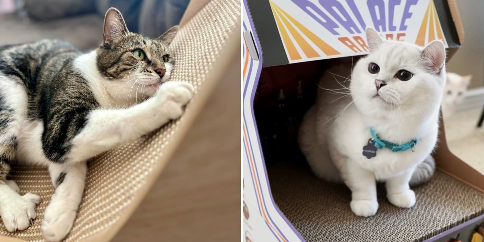 The 15 Most Famous Instagram Cat Accounts To Follow In 2025