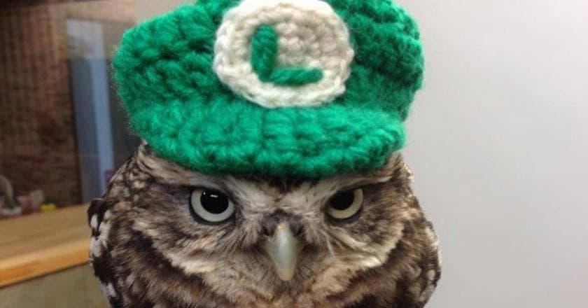24 Fetch Birds All Decked Out in Adorable Hats
