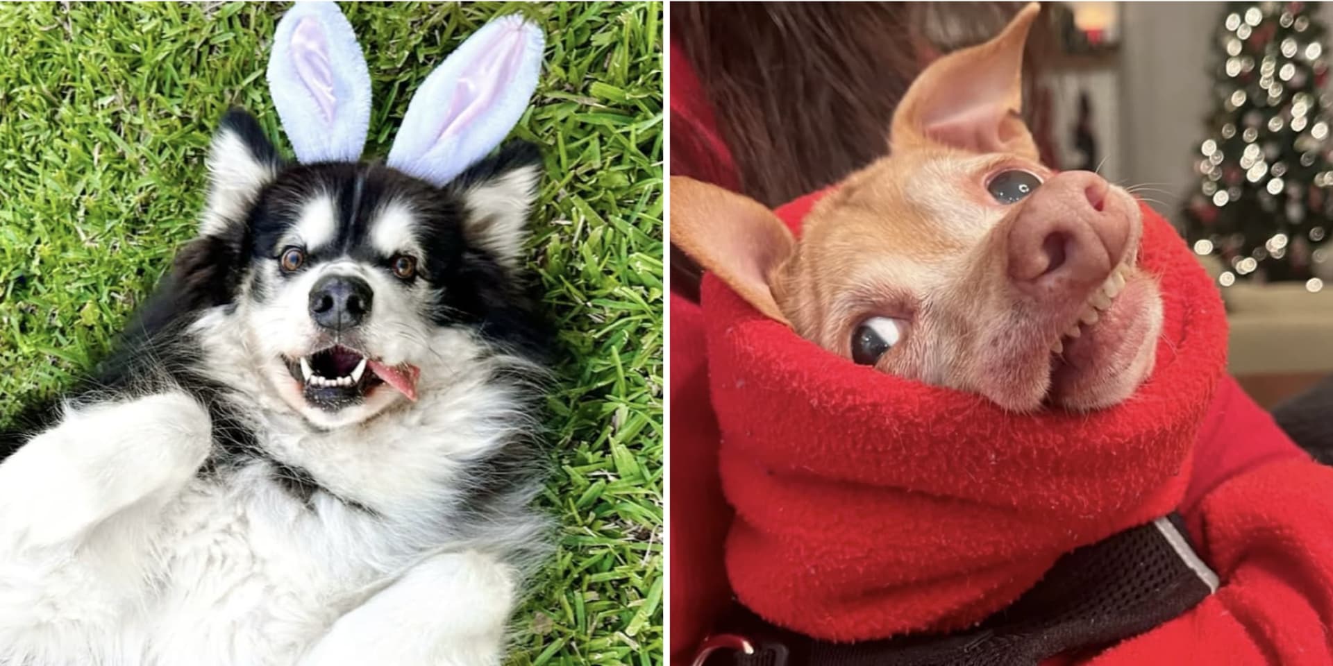 The 10 Best Dog Instagram Accounts In 2025, Ranked
