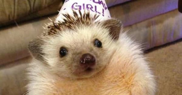 Animals Celebrating Birthdays | Cute Pet Birthday Parties & Cakes