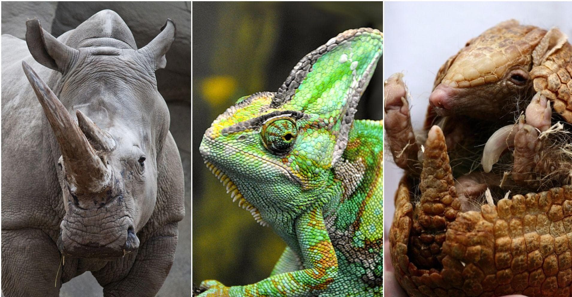 Scales, Spikes, And Armor: The Best Defenses Of The Animal Kingdom