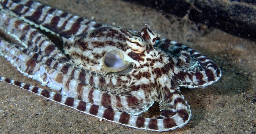 animals change colour