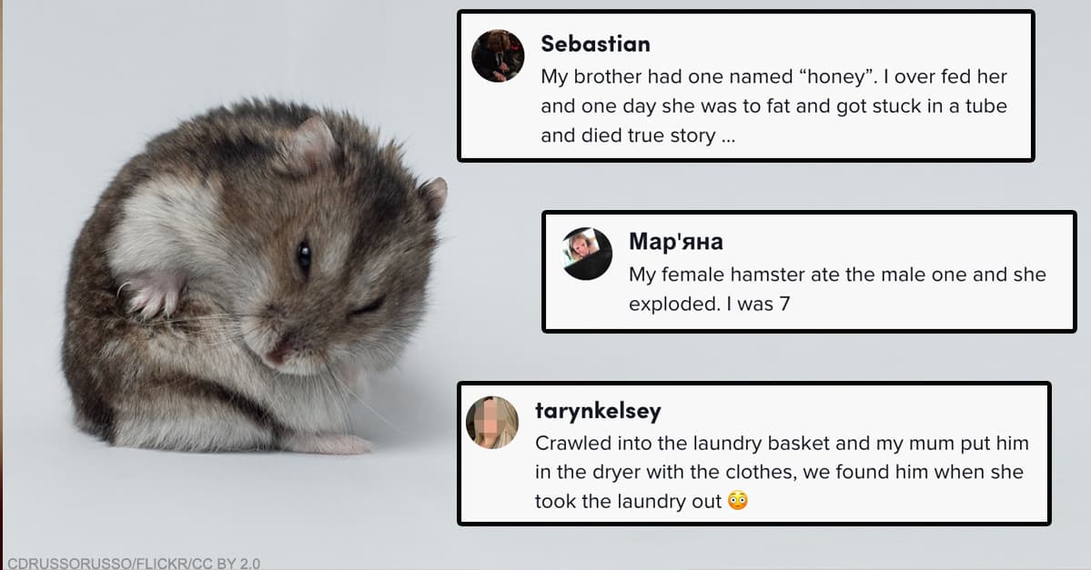 24 Times Pet Hamsters Lost Their Fuzzy Little Lives In The Most ...