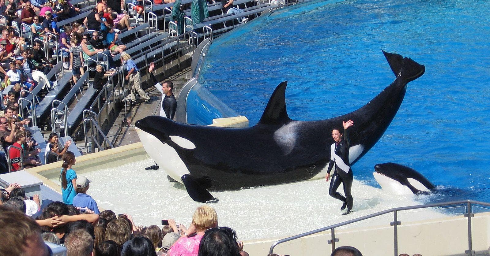 What Happened To Seaworld After The 'Blackfish' Backlash?