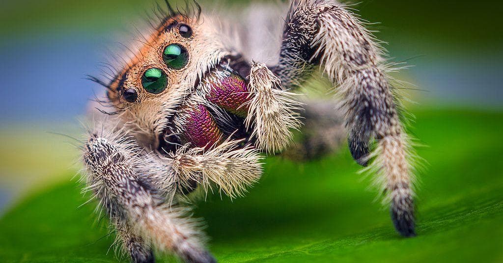 20 Friendly Spider Memes That Made Us Feel Way Too Guilty