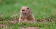 Famous People Born On Groundhog Day Celebrities With February 2 Birthdays