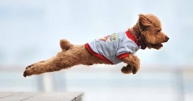 21 GIFs of Cute Dogs Hopping