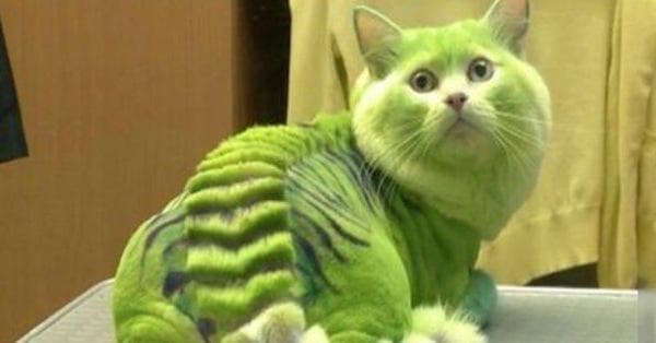 Cats Who Are Not Happy with Their New Hair Styles