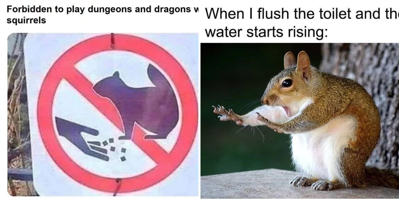 The 25 Funniest Squirrel Memes, Ranked