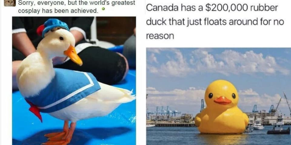 The 25 Funniest Duck Memes, Ranked