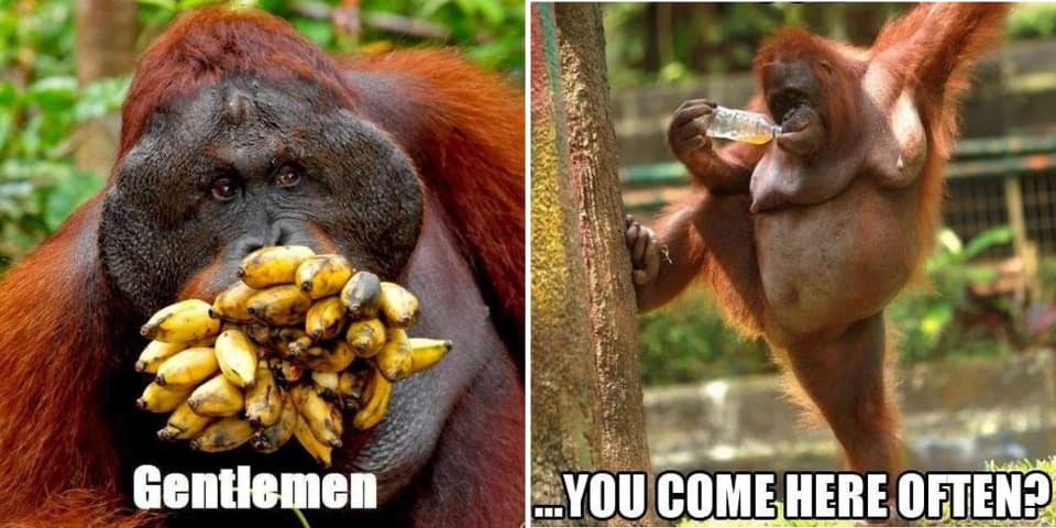 The 18 Funniest Orangutan Memes That Deserve An Ape-Plus