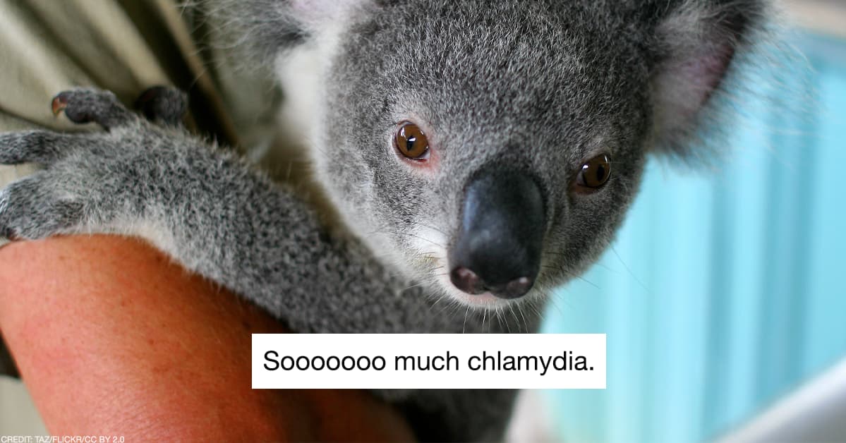 20 Seemingly Harmless Animals That Can Probably Ruin Your Life If You ...