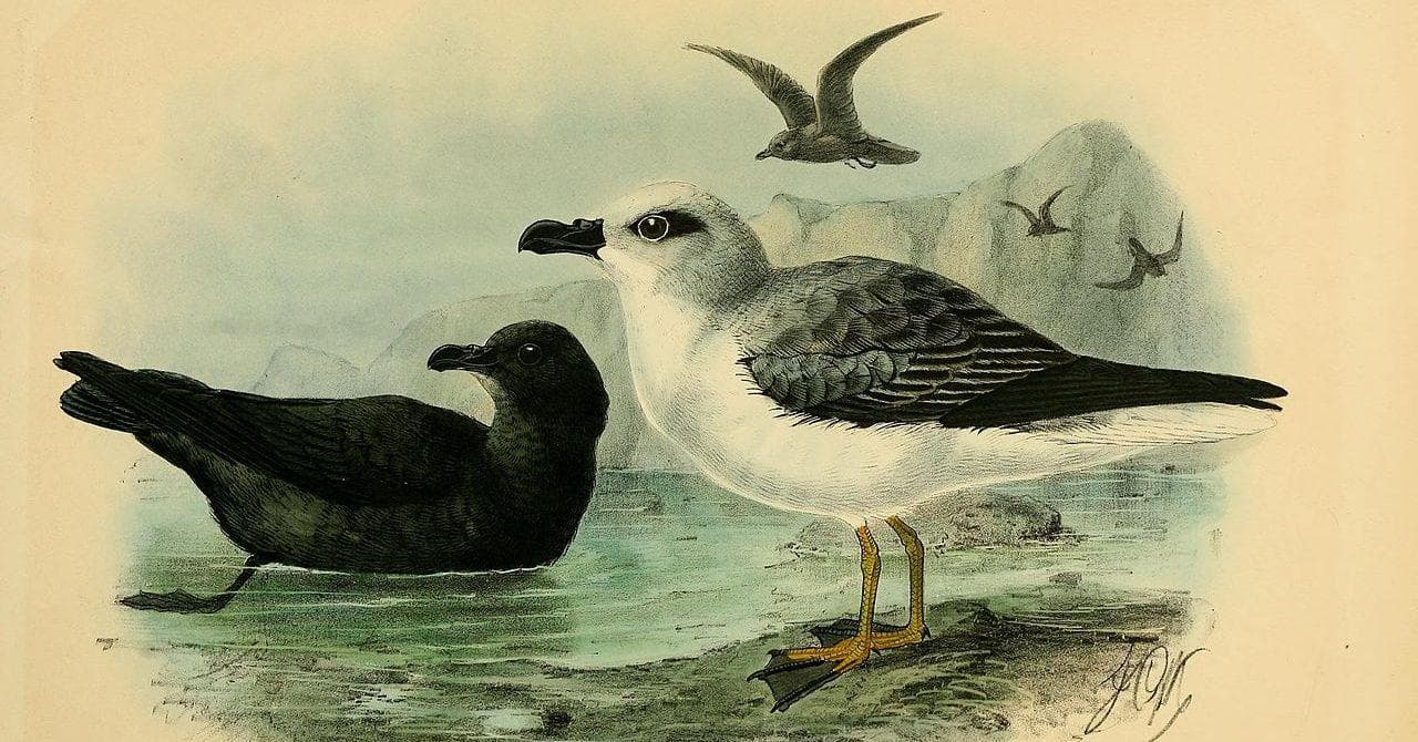 During The “Guano Boom” Peruvian Bird Poop Was As Good As Gold