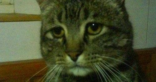 The Very Best of the Depressed Cat Meme