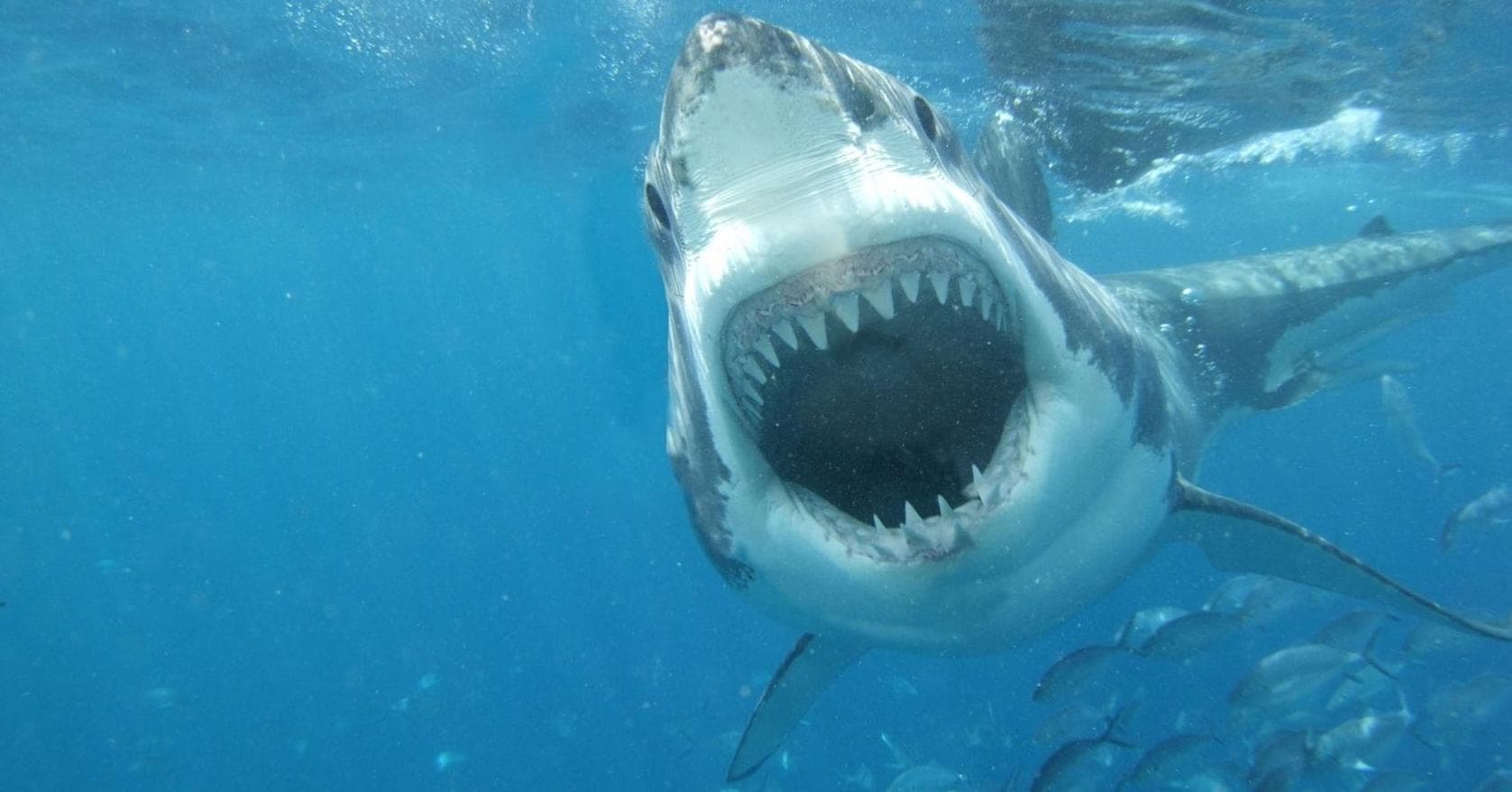 The Scariest Animals in the World