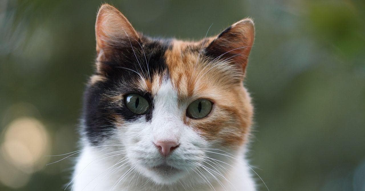 The 20+ Best Calico Cat Names, Ranked By Cat Lovers