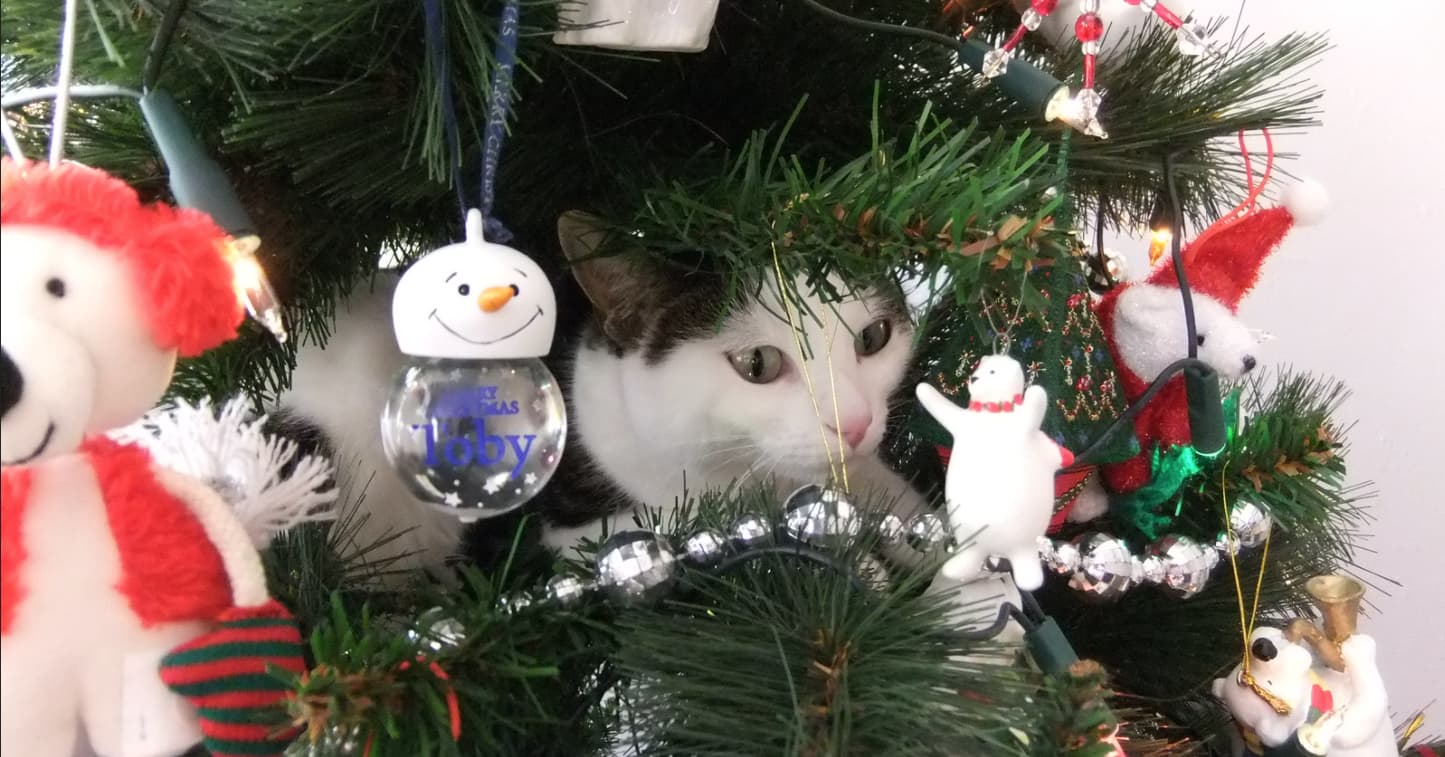 People Tell Their Worst Christmas Tree Fails So You Don't Make The Same ...