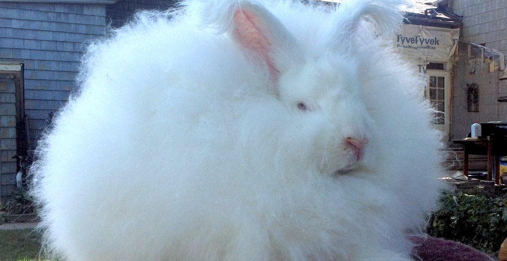 14 Animals With the Most Amazing Hair You've Ever Seen